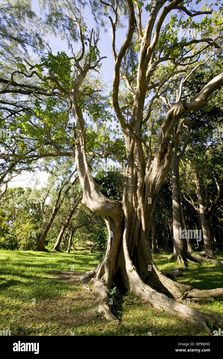 Large Fig tree in Farley Hill grounds in Farley Hill National Park in ...