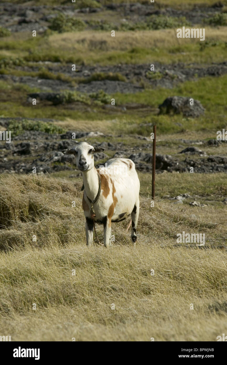 Goat in a field at Ragged Point in Barbados in the Caribbean Islands ...