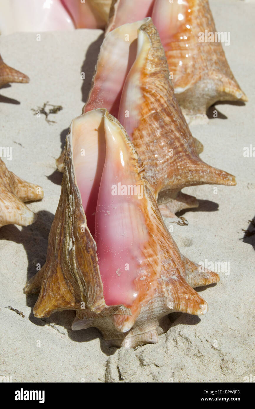 Detail of Conch's shell for sale on Crane Beach along Crane Bay in ...