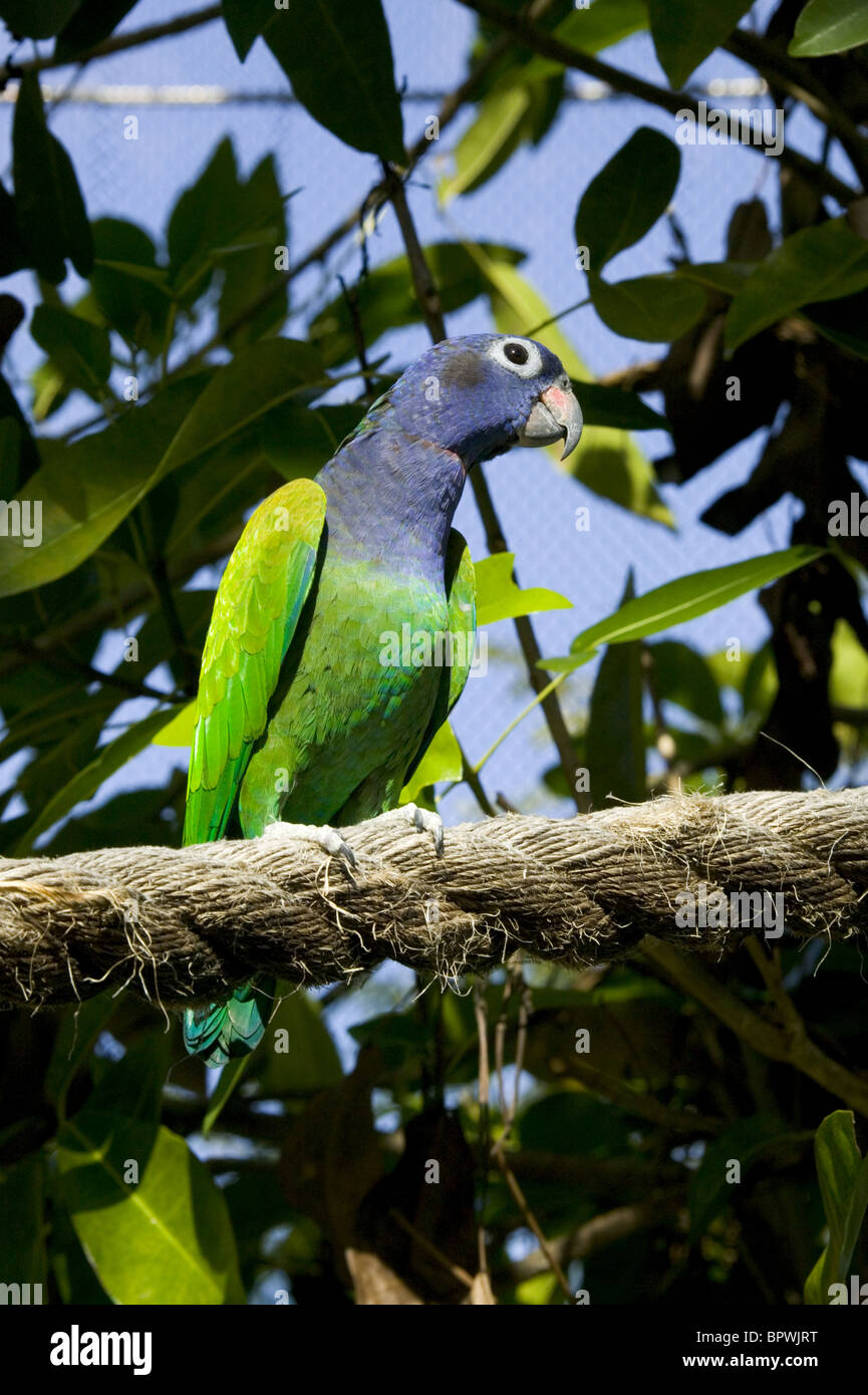 Colourful Parrot in the large aviary at Graeme Hall Nature Reserve in ...