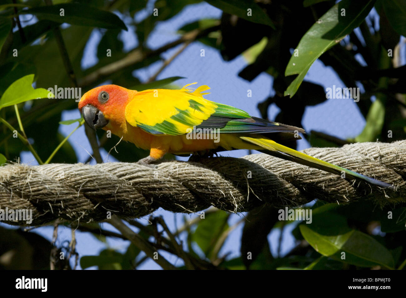 Colourful Cockatoo in the large aviary at Graeme Hall Nature Reserve ...