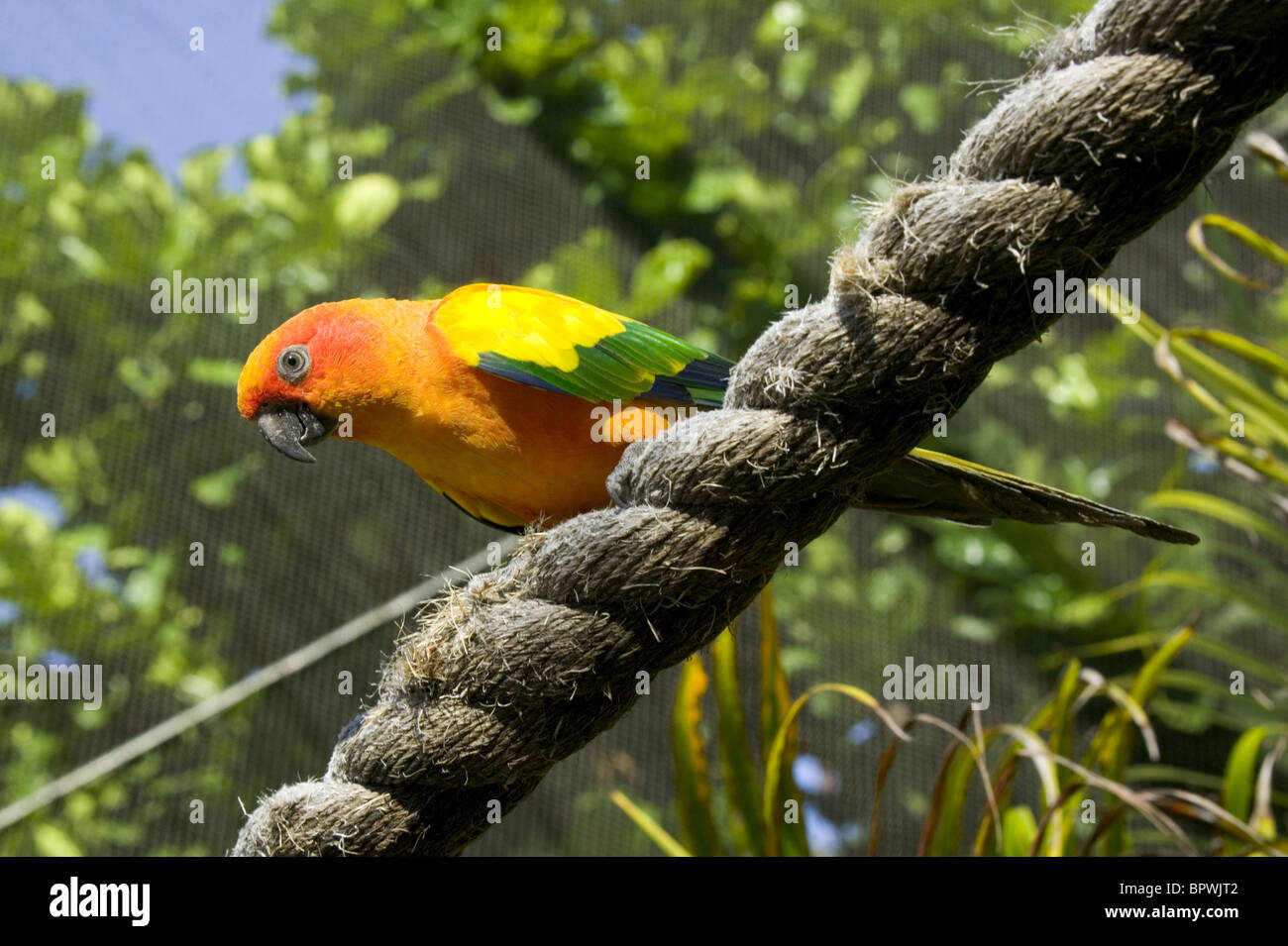 Colourful Cockatoo in the large aviary at Graeme Hall Nature Reserve ...