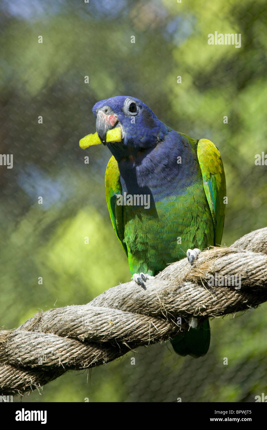 Colourful Parrot in the large aviary at Graeme Hall Nature Reserve in ...