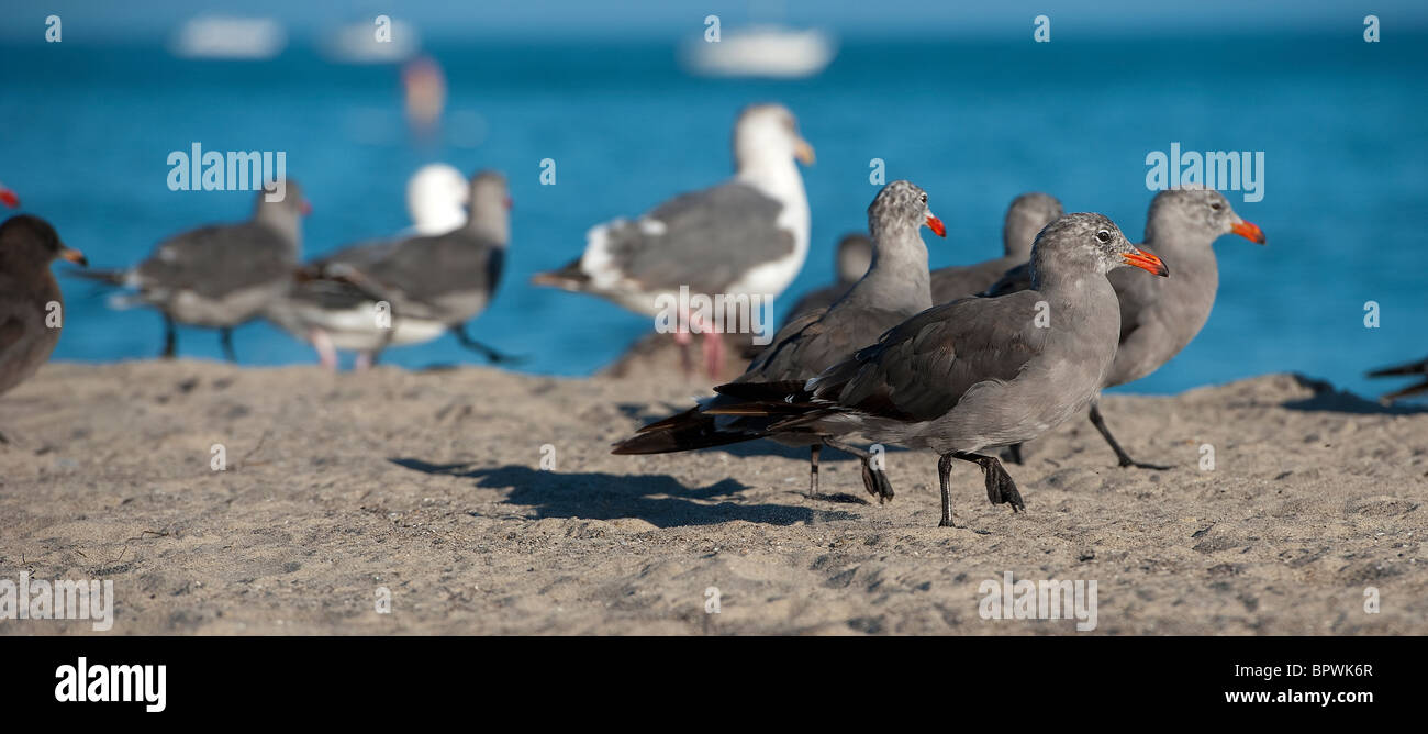 Conservancy seafaring laridae genus larus birds stout hi-res stock ...