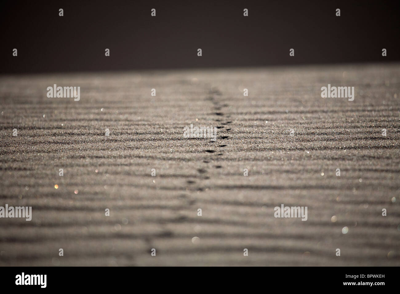 Animal track in desert sand hi-res stock photography and images - Alamy
