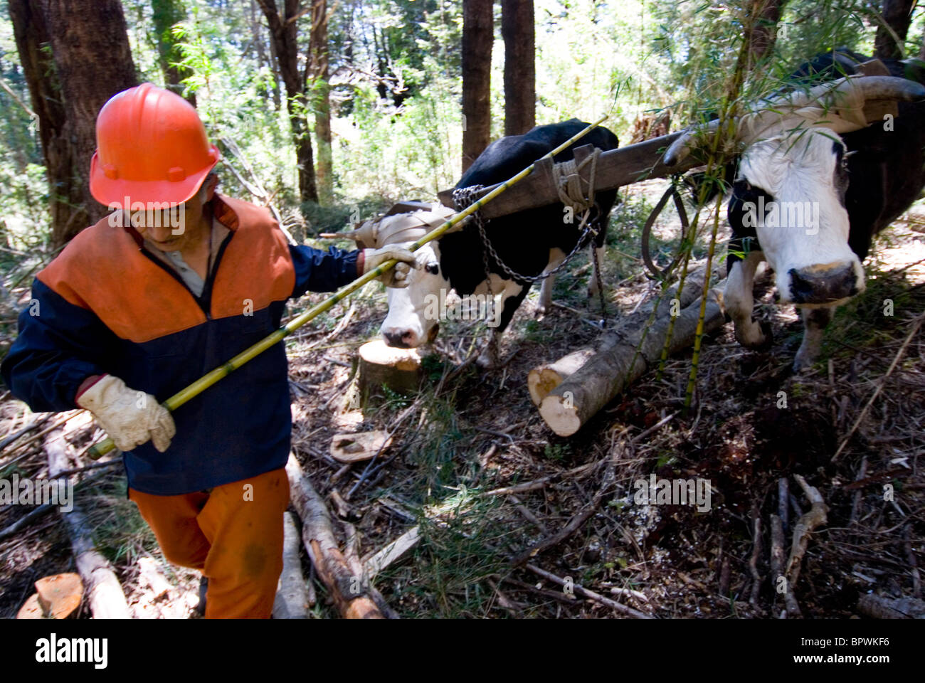 Oxen pulling log hi-res stock photography and images - Alamy