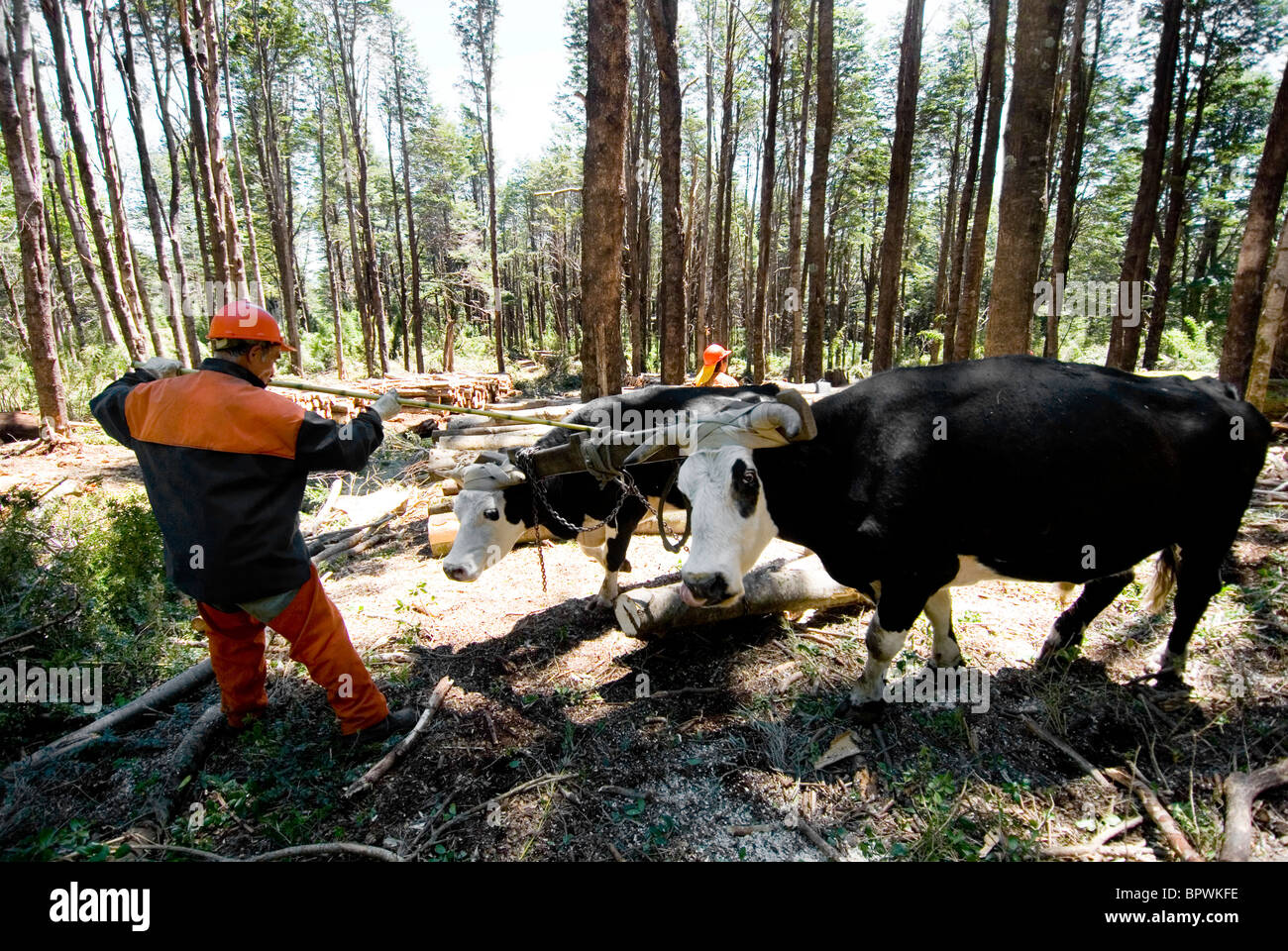 Oxen pulling log hi-res stock photography and images - Alamy