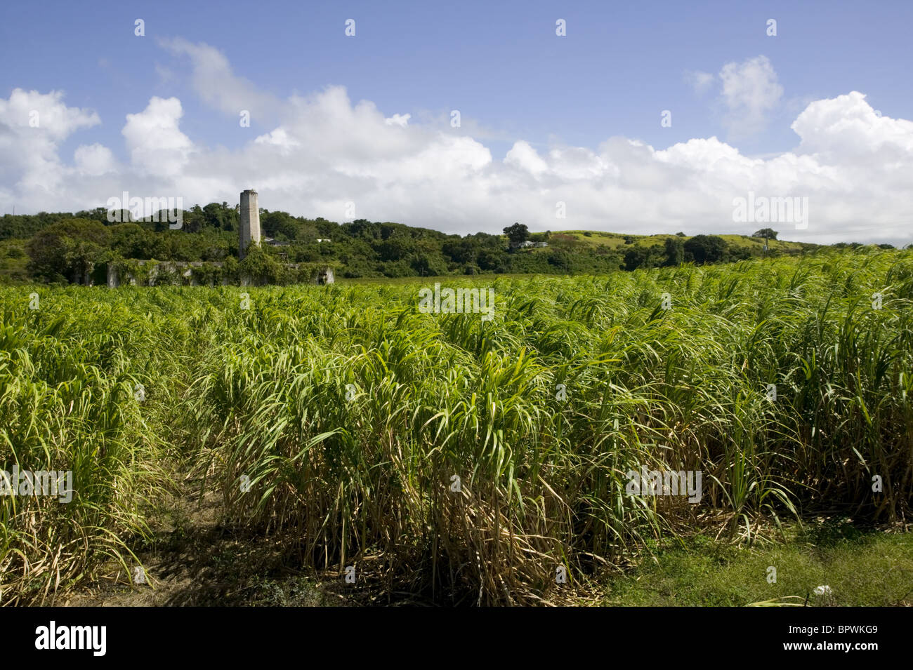Sugar cane growing in field near St Lucy's Church in the parish of St ...