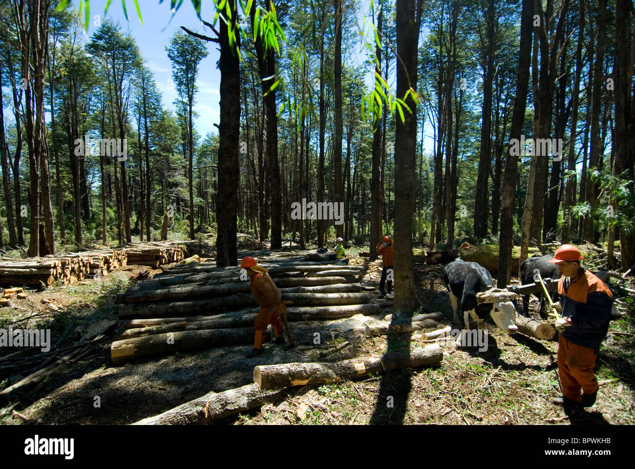 Sustainable forestry operations in Chile: Loggers use chain saws ...