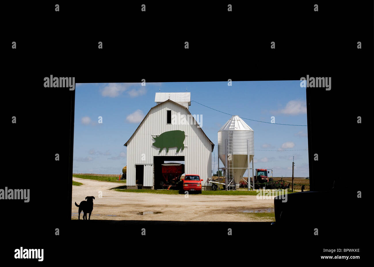 Pig in barn with dog hi-res stock photography and images - Alamy