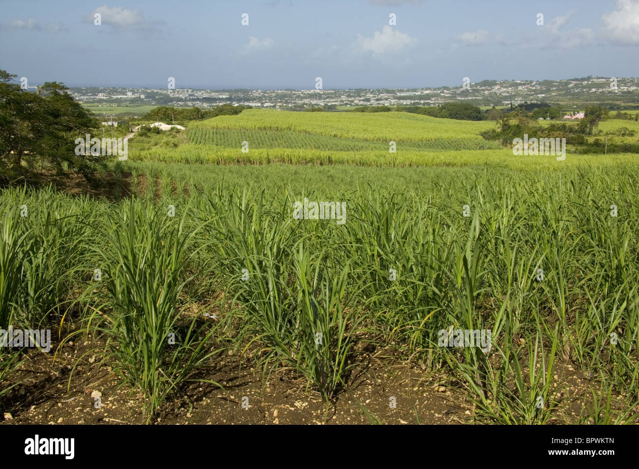 Sugar cane field barbados hi-res stock photography and images - Alamy