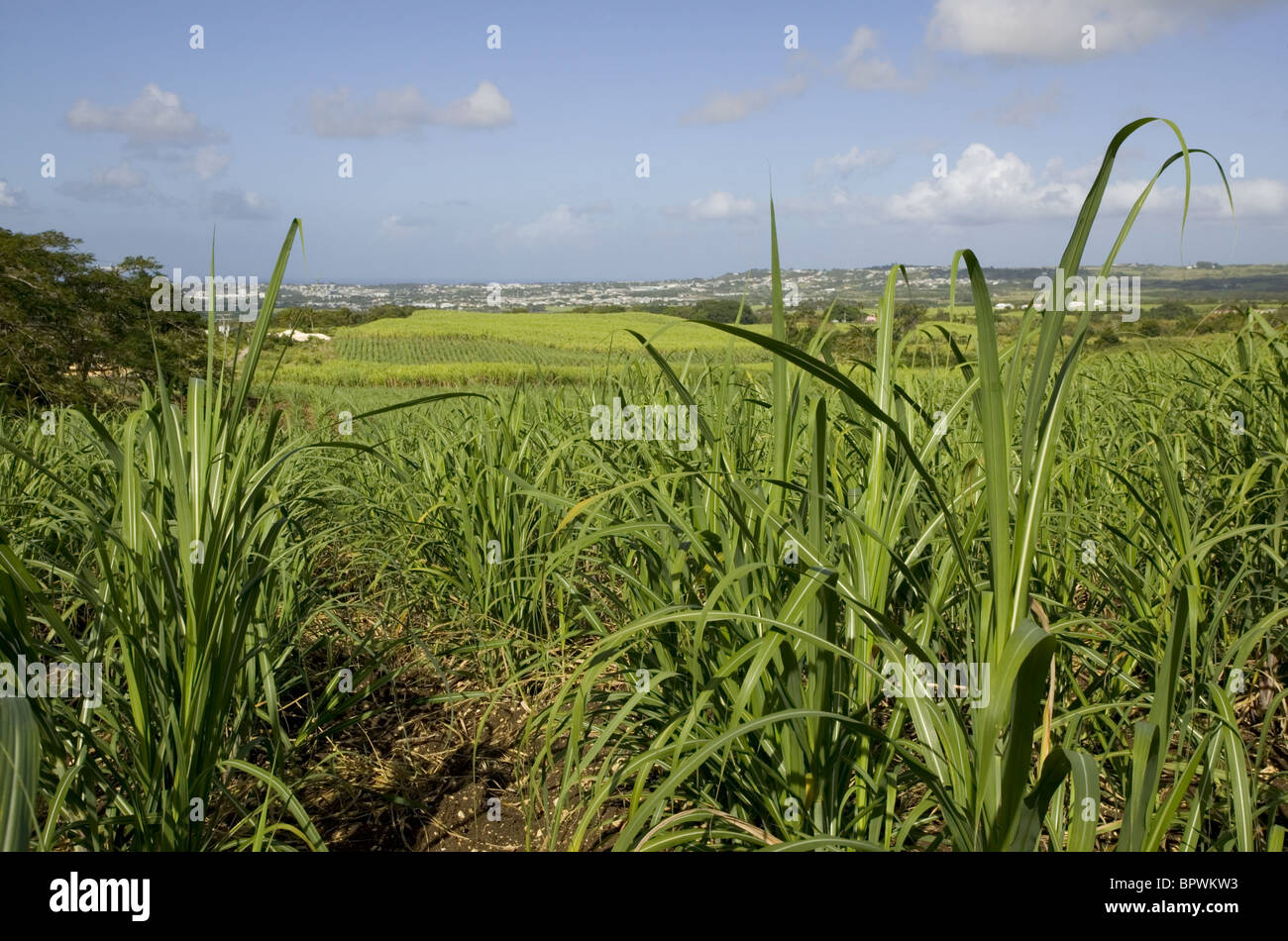 Sugar cane field barbados hi-res stock photography and images - Alamy