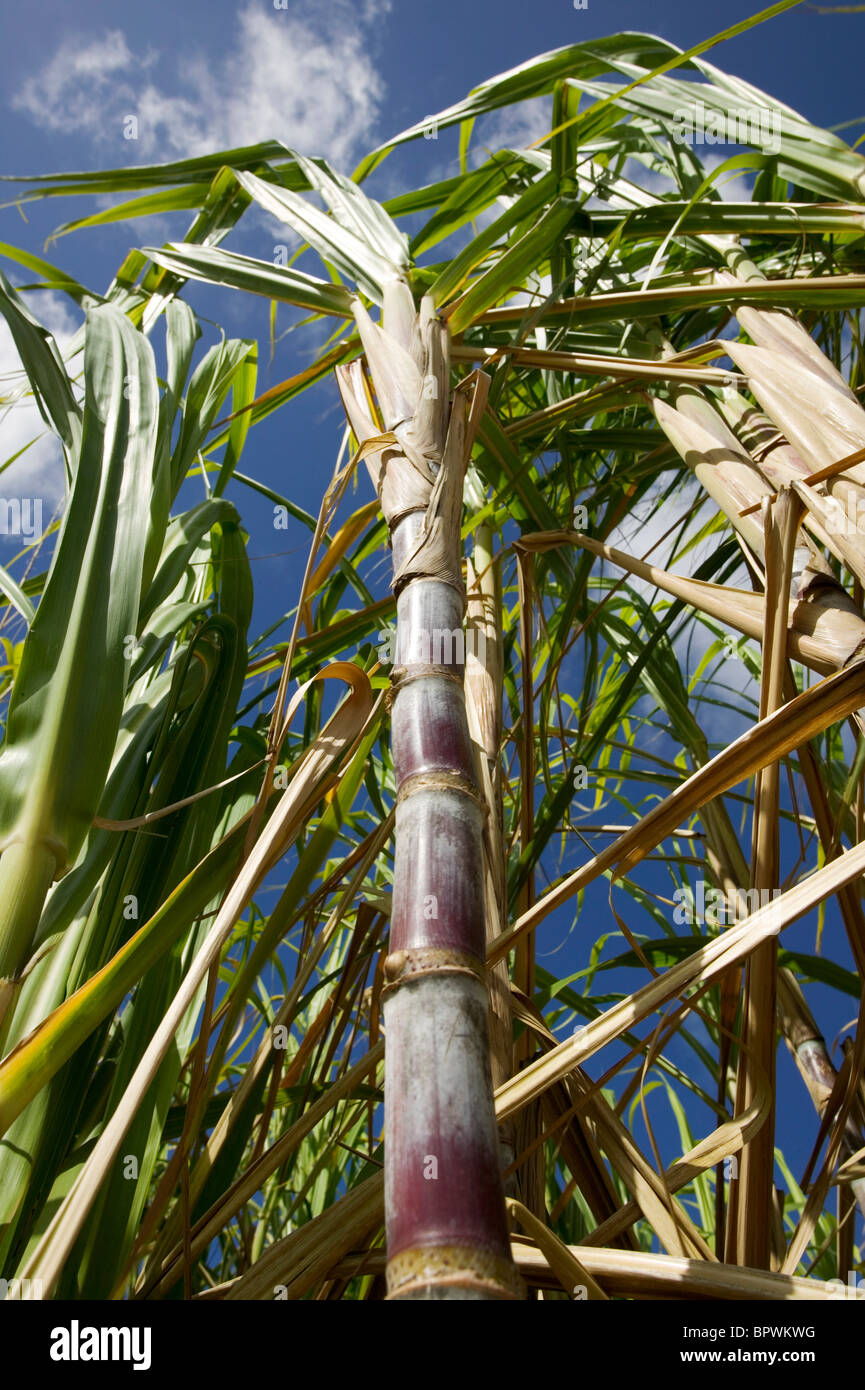 Detail of sugar cane growing in St George Valley in Barbados in the ...