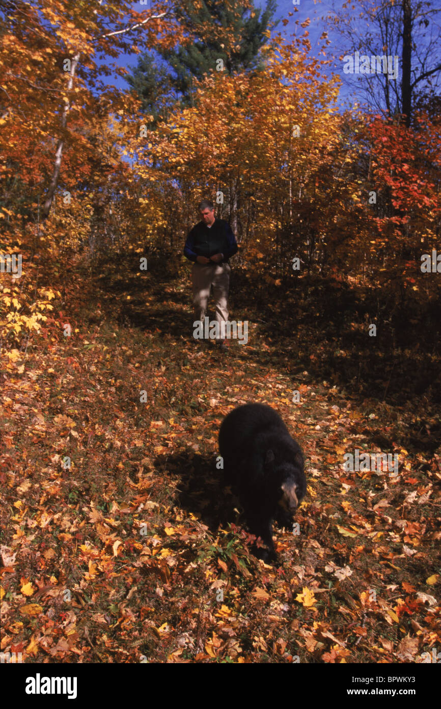 Raising black bears in New Hampshire Stock Photo - Alamy