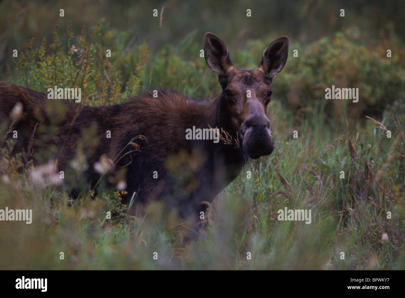 Raising black bears in New Hampshire Stock Photo - Alamy