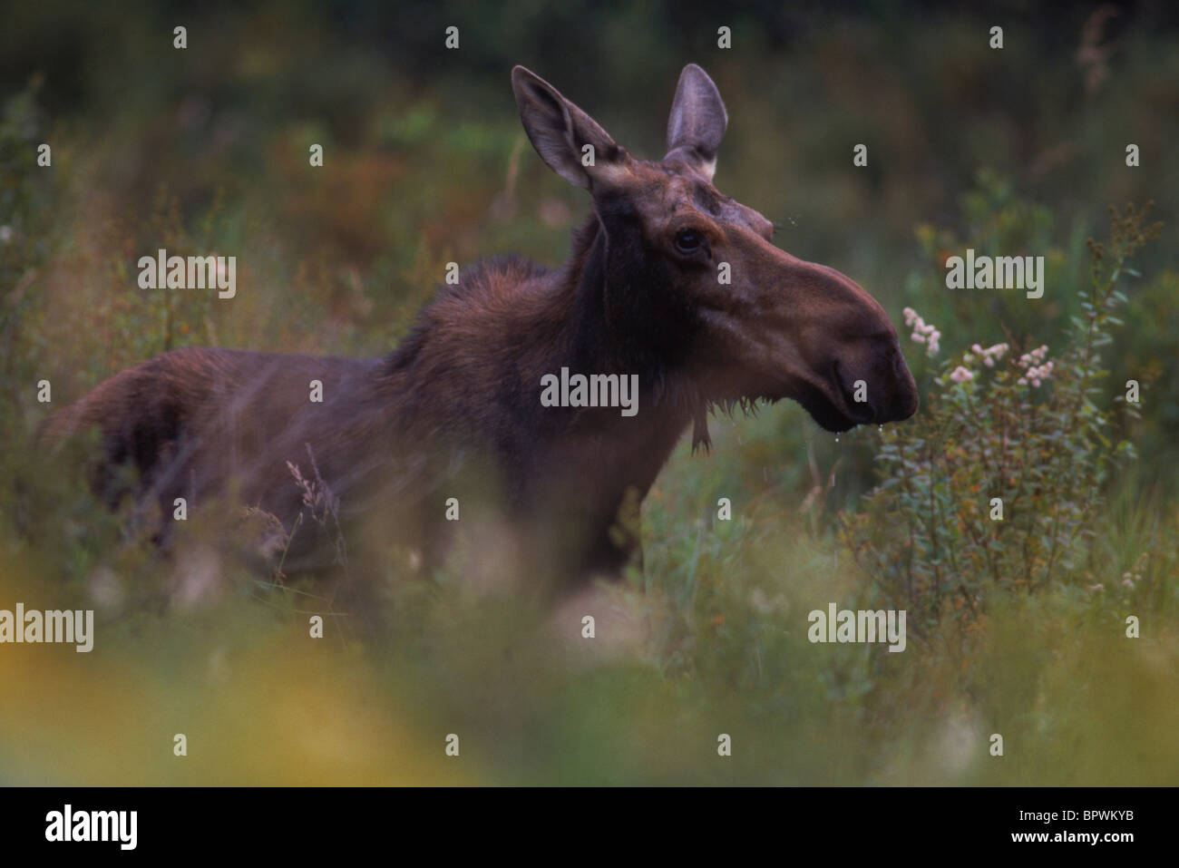 Raising black bears in New Hampshire Stock Photo - Alamy