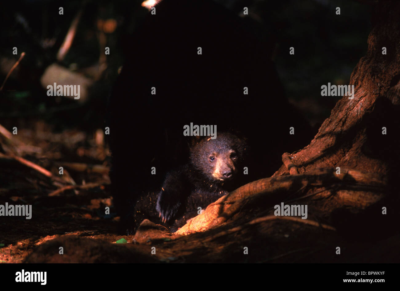 Raising black bears in New Hampshire Stock Photo - Alamy