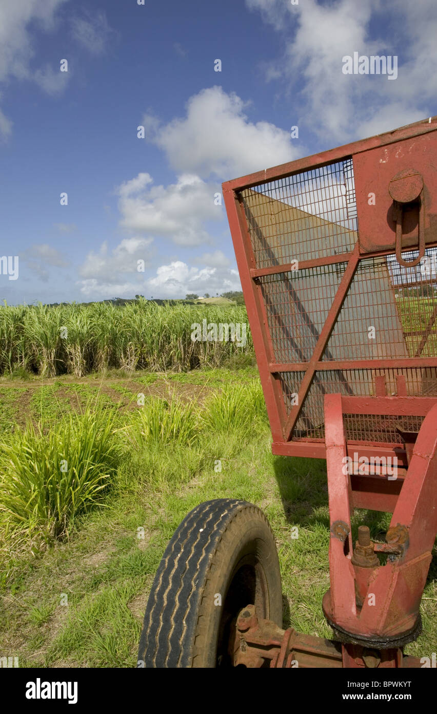 Sugar cane trailer working fields in St George Valley in Barbados in ...