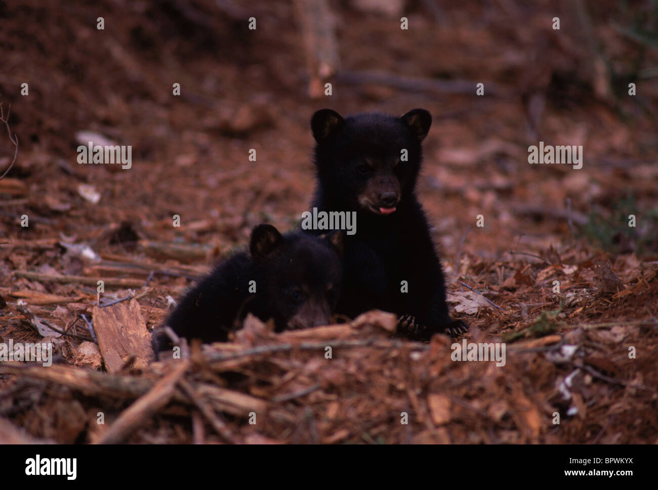 Raising black bears in New Hampshire Stock Photo - Alamy