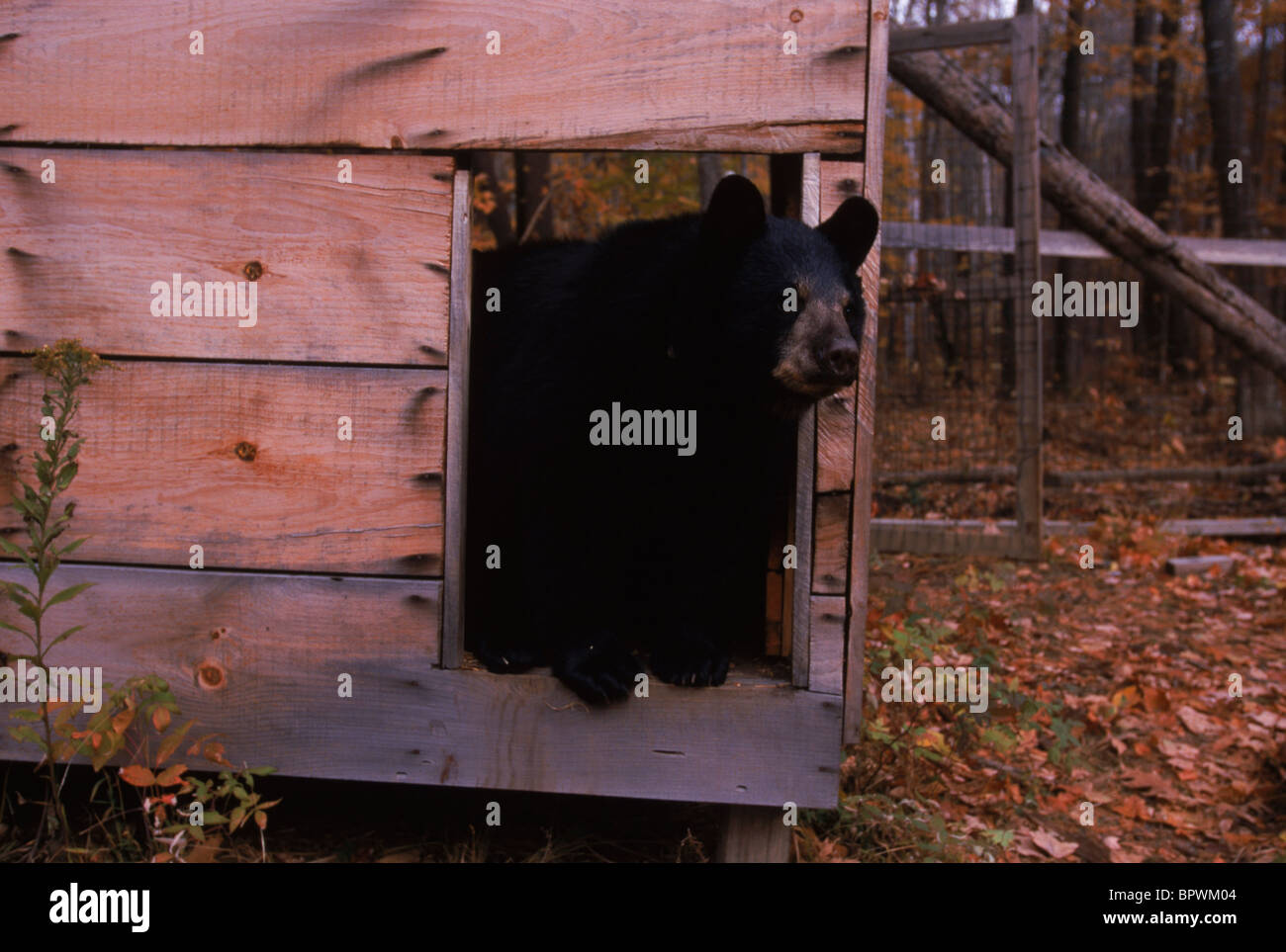 Raising black bears in New Hampshire Stock Photo - Alamy