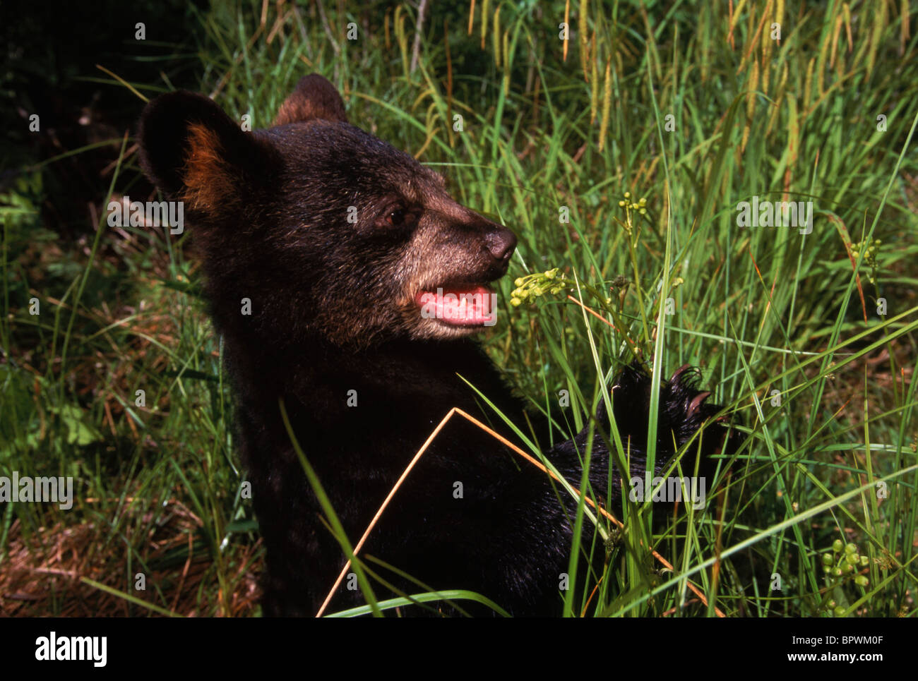 Raising black bears in New Hampshire Stock Photo - Alamy