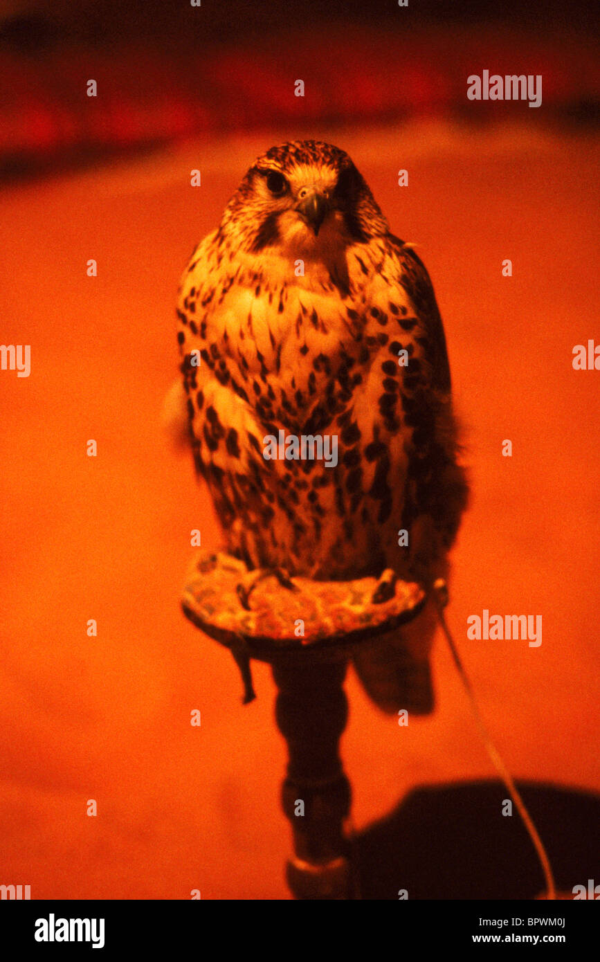 Trained falcon dubai hi-res stock photography and images - Alamy