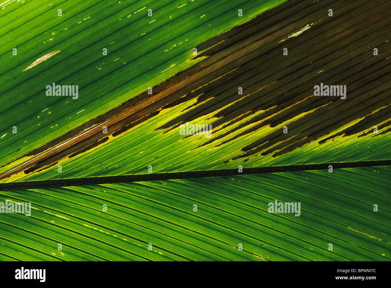 Leaf of a fern decomposing in the amazon rain forest near Manaus ...
