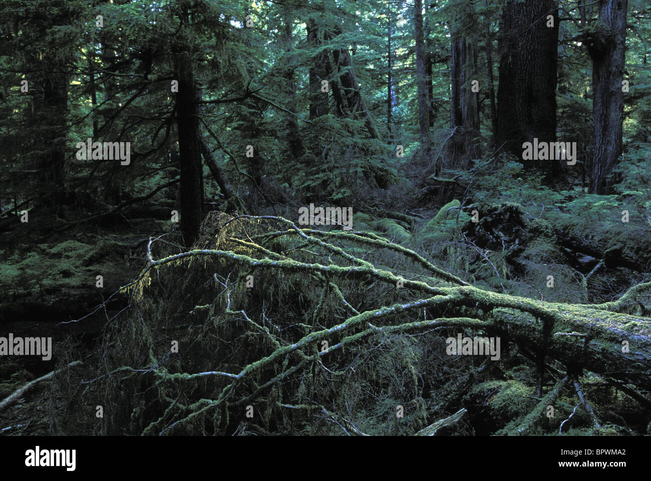 Cerad hi-res stock photography and images - Alamy