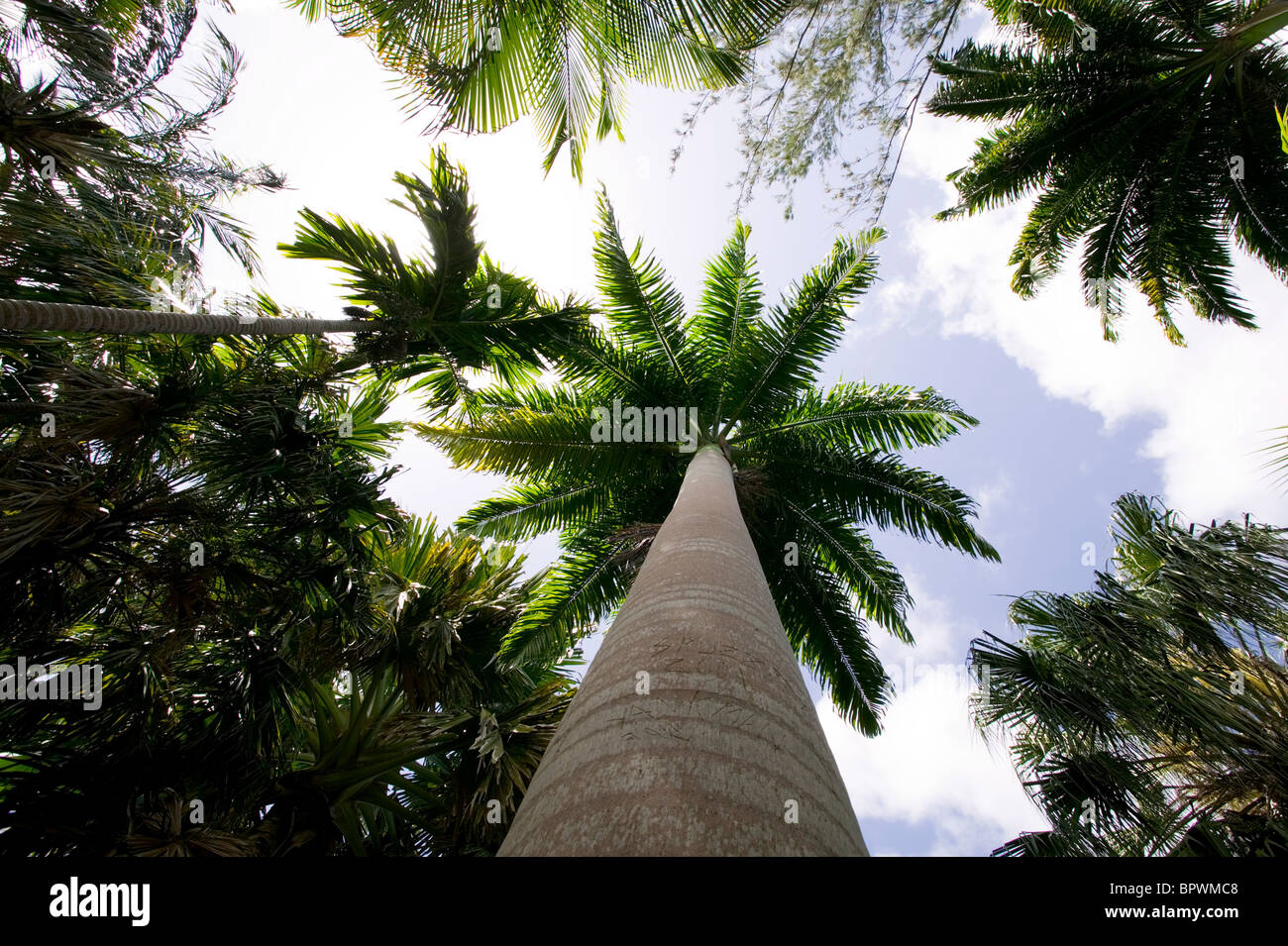 Huge Talipot Palm trees, Corypha umbraculifera at Andromeda Botanic ...