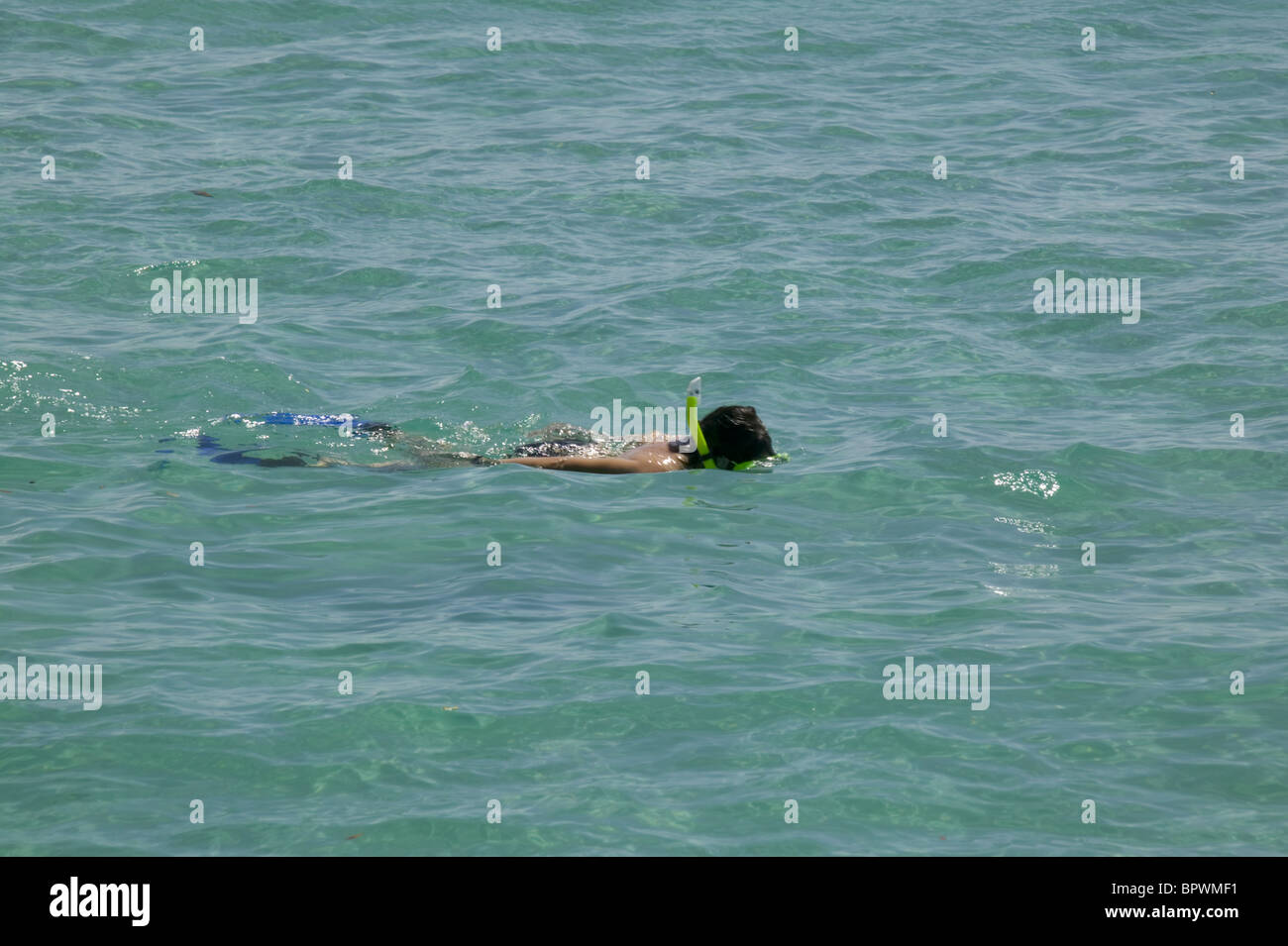 Individual snorkeling in Folkestone Marine Park and Museum in Barbados ...
