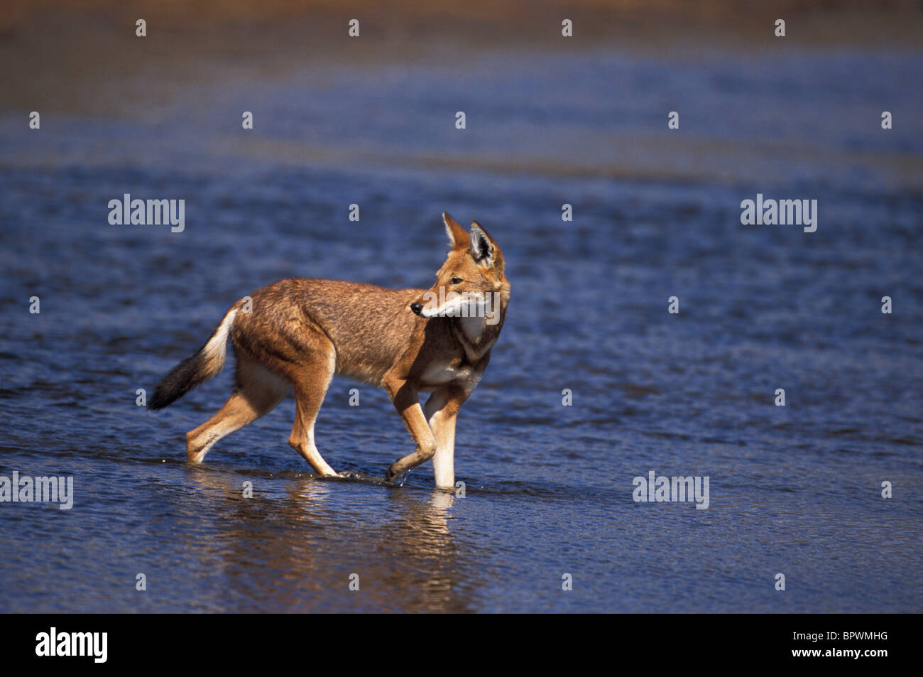 Ethiopian wolf crossing web river Stock Photo - Alamy