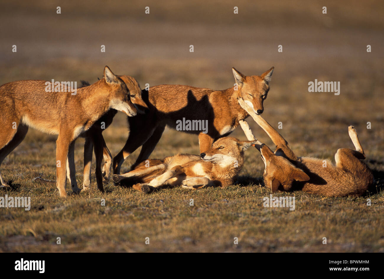 Ethiopian wolves. (Canis simensis Stock Photo - Alamy