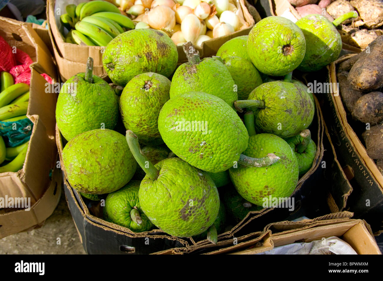 Breadfruit barbados hi-res stock photography and images - Alamy Breadfruit barbados hi-res stock photography and images - Alamy