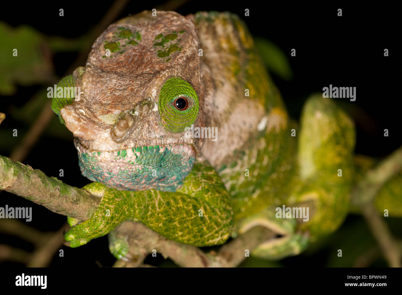 Chameleon madagascar africa hi-res stock photography and images - Alamy