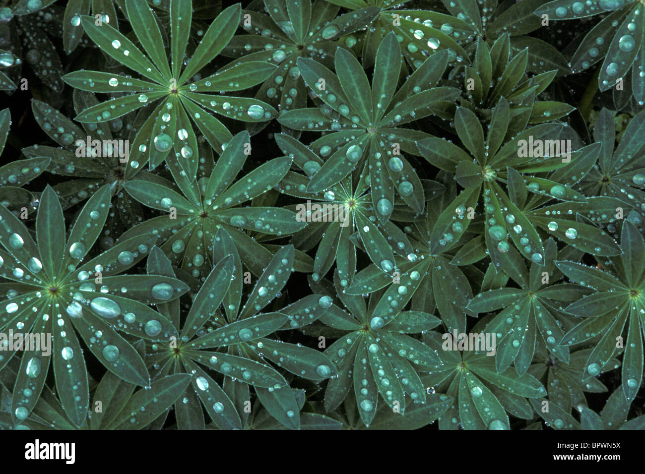 Durango colorado small town travel west tourism americana hi-res stock ...