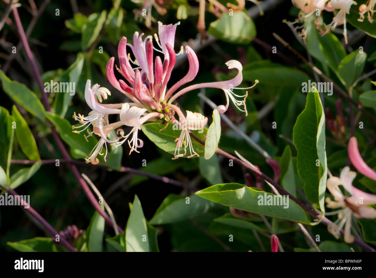 Honeysuckle flower hi-res stock photography and images - Alamy