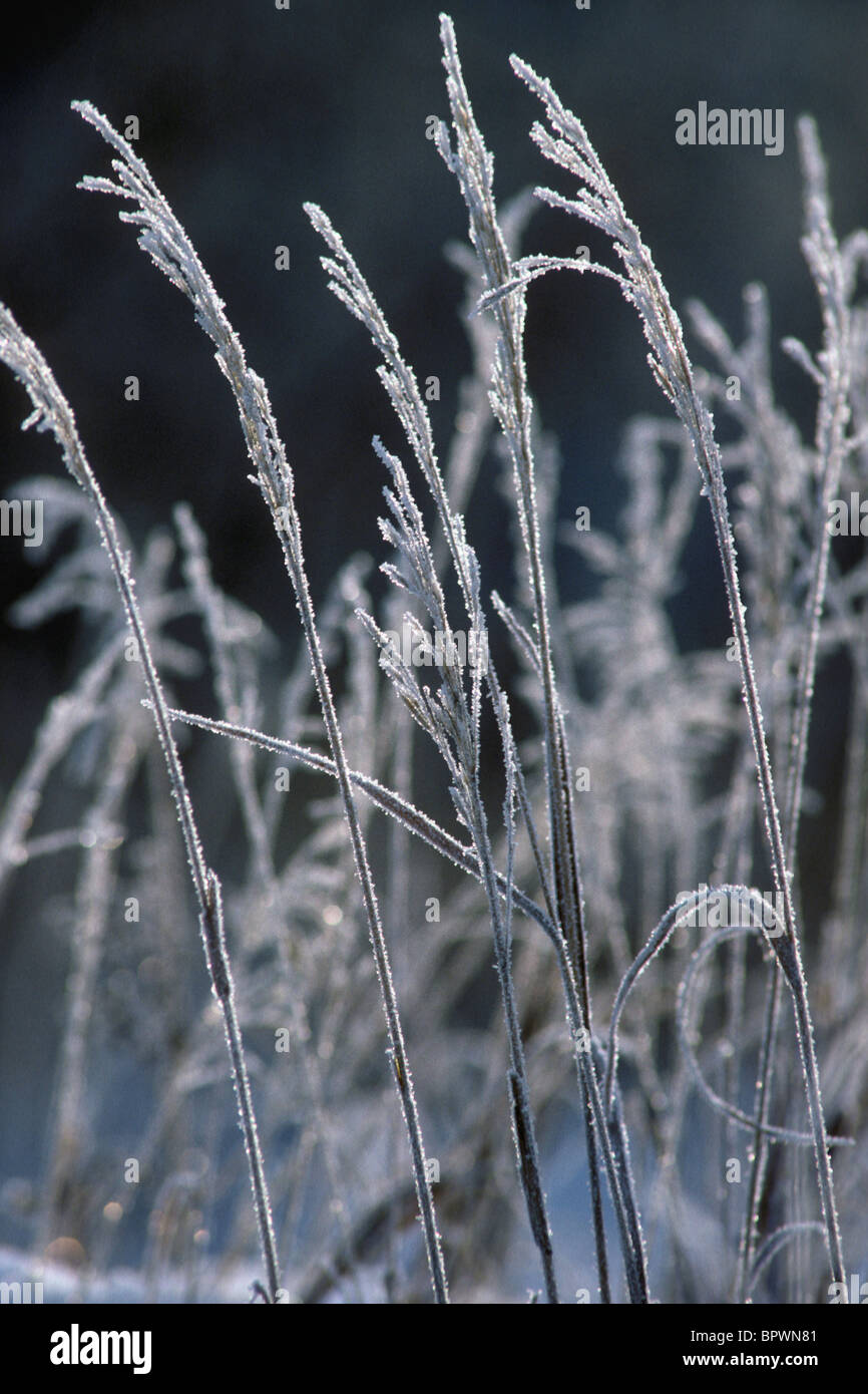 Durango colorado small town travel west tourism americana hi-res stock ...