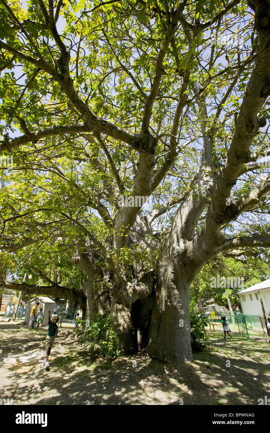 Queen's Park Boabab Tree (Adansonia Digitata), largest and oldest tree ...