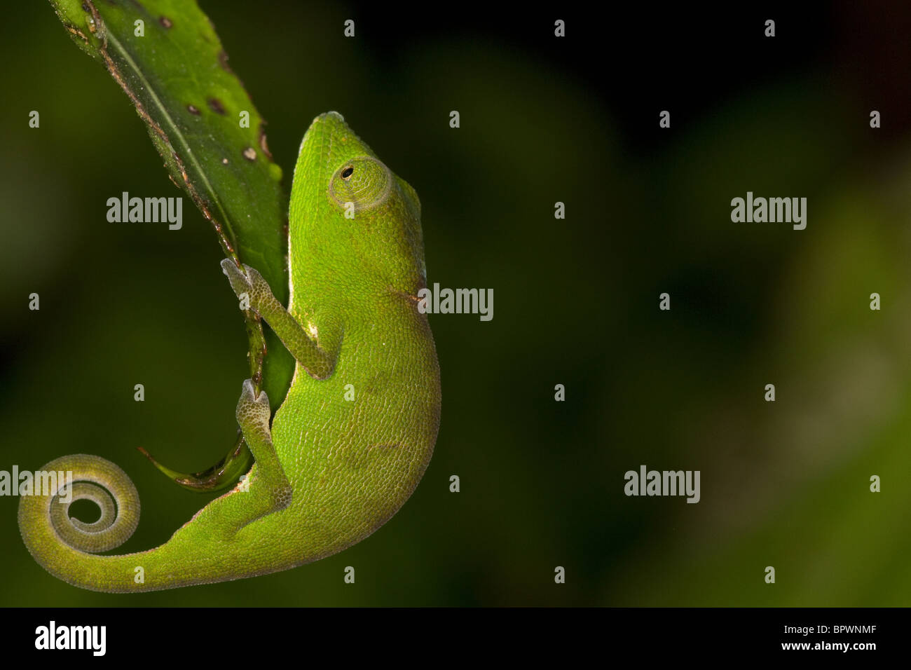 Chameleon Calumma Gastrotaenia, Madagascar - Ranomafana National Park ...