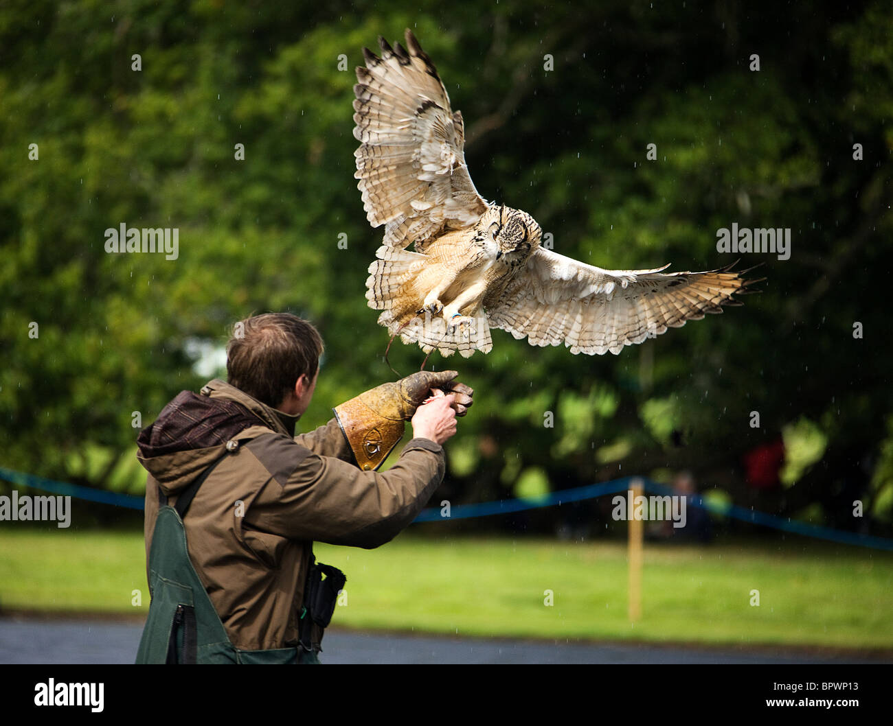 Indian Eagle Owl (keiller) with handler.Floors castle. Scottish borders ...