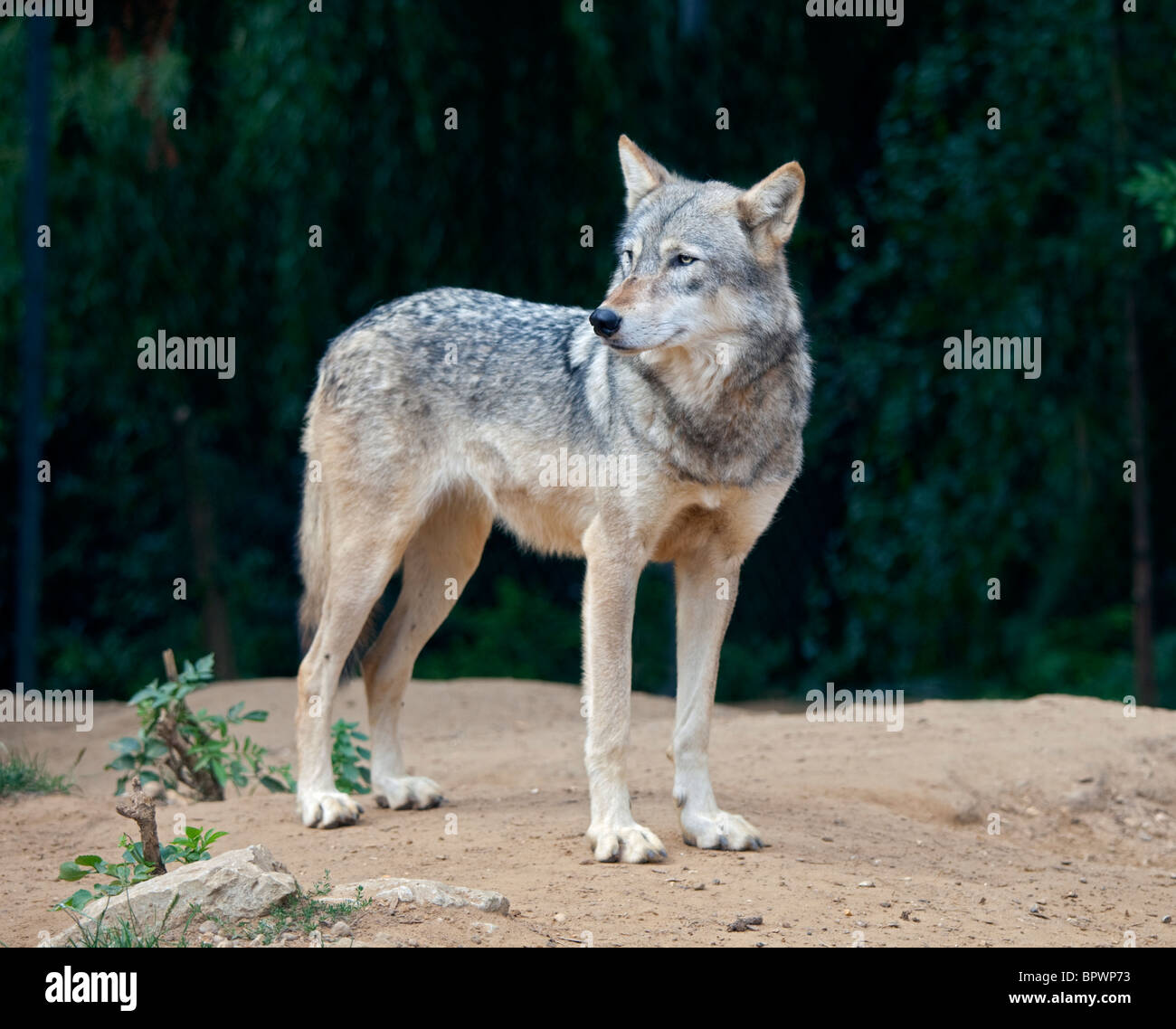 Grey wolf hi-res stock photography and images - Alamy