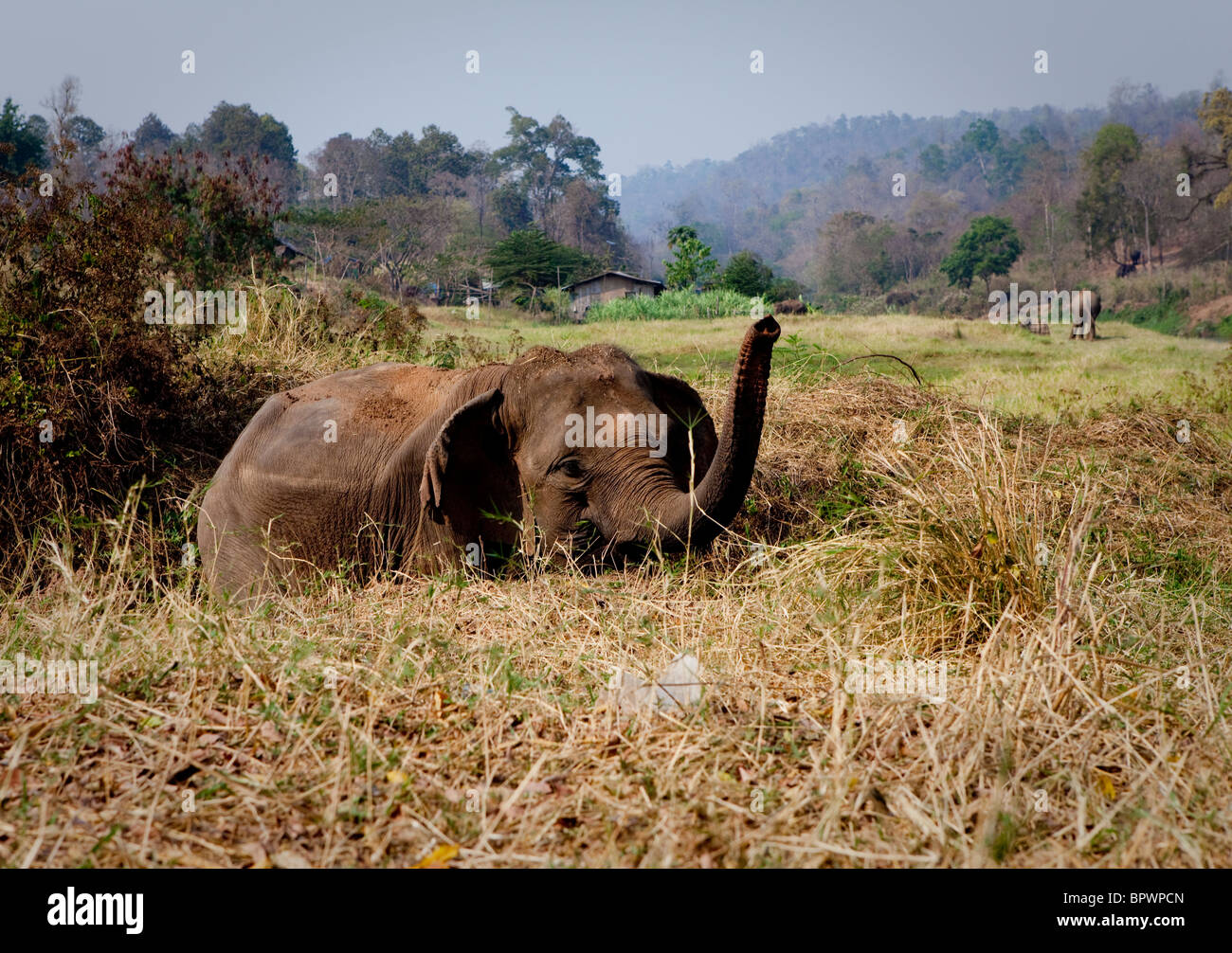 Elephant waves its trunk around whilst peeping out of ditch, northern ...