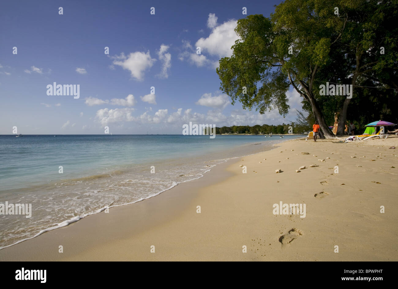 Holetown beach tree hi-res stock photography and images - Alamy