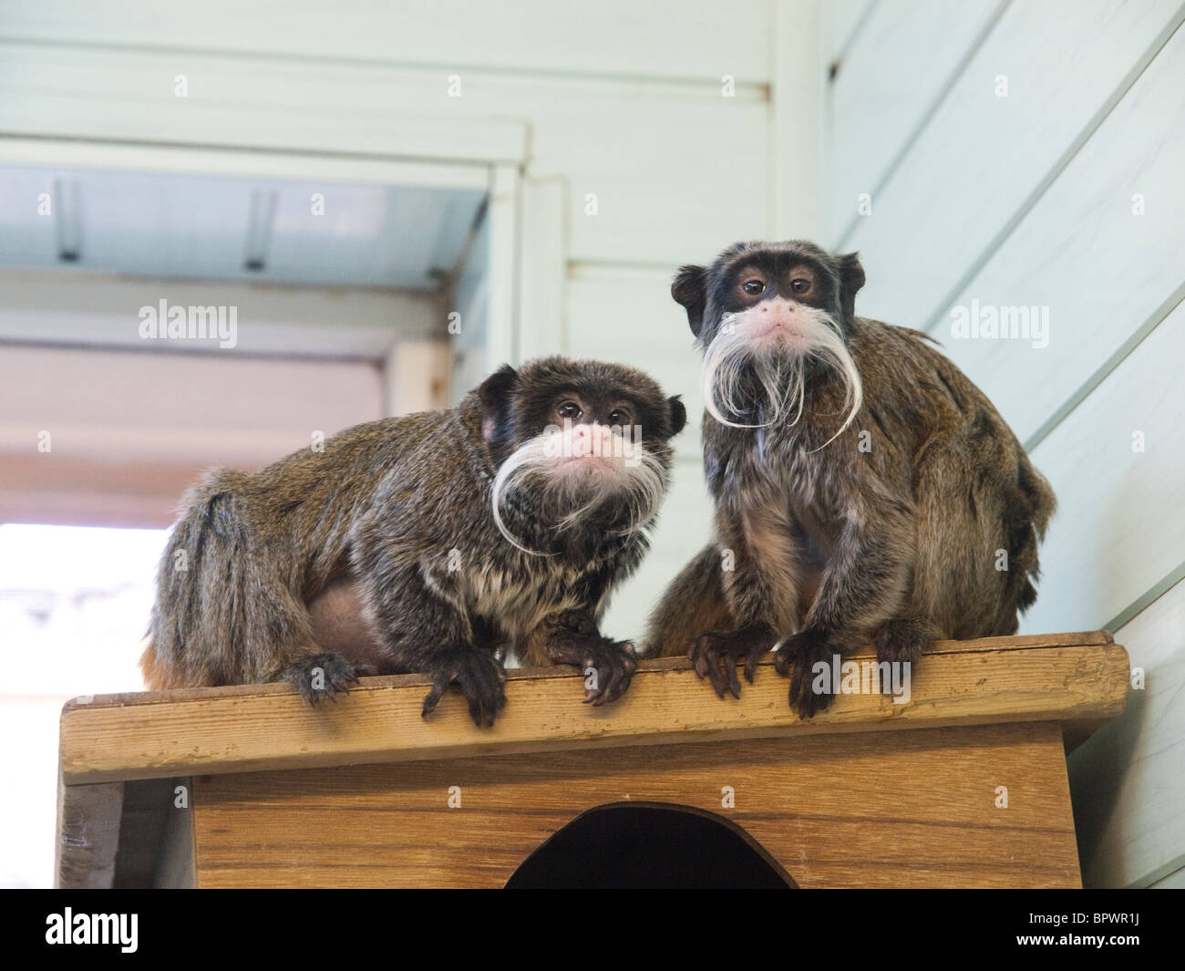 Tamarins hi-res stock photography and images - Alamy