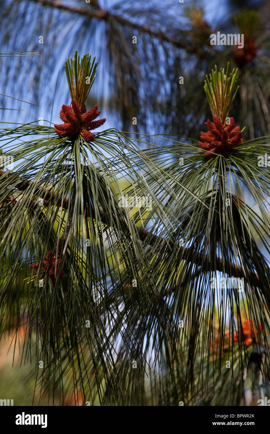 Ireland, North, Belfast, Botanic Gardens, details of Pine tree male ...