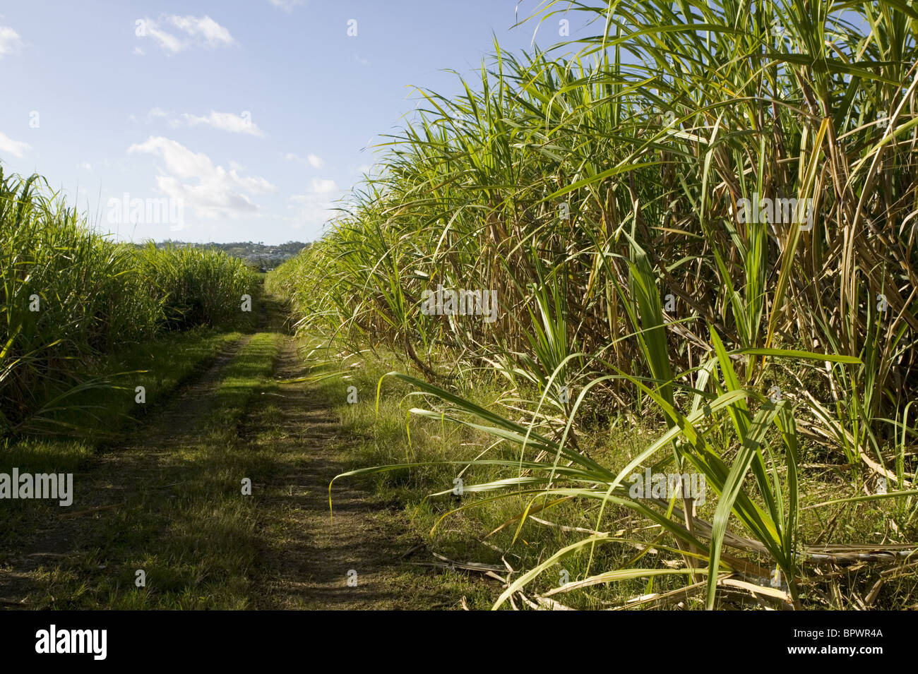 Fields of Sugar cane growing in St George's Valley in Barbados in the ...