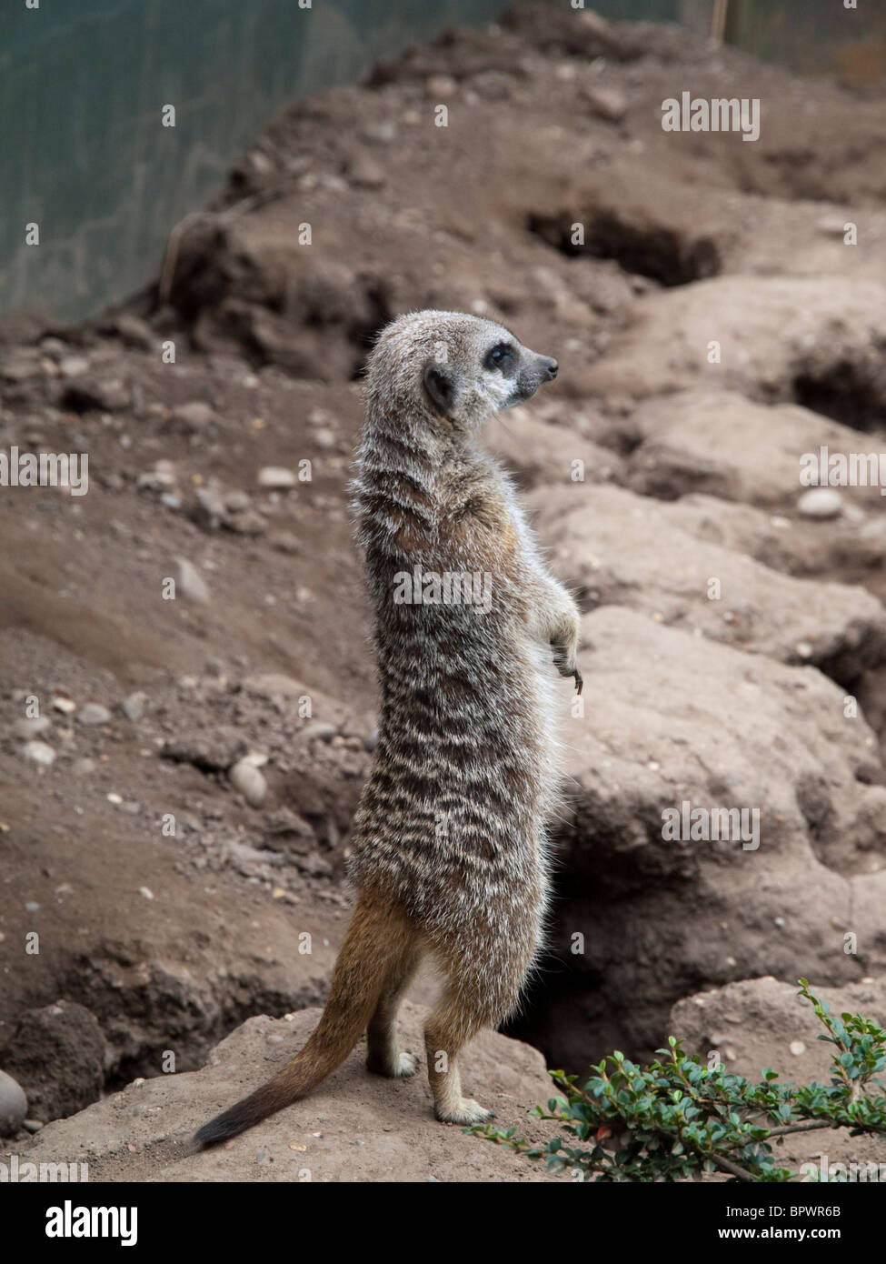 Compare The Market Meerkat High Resolution Stock Photography and Images ...