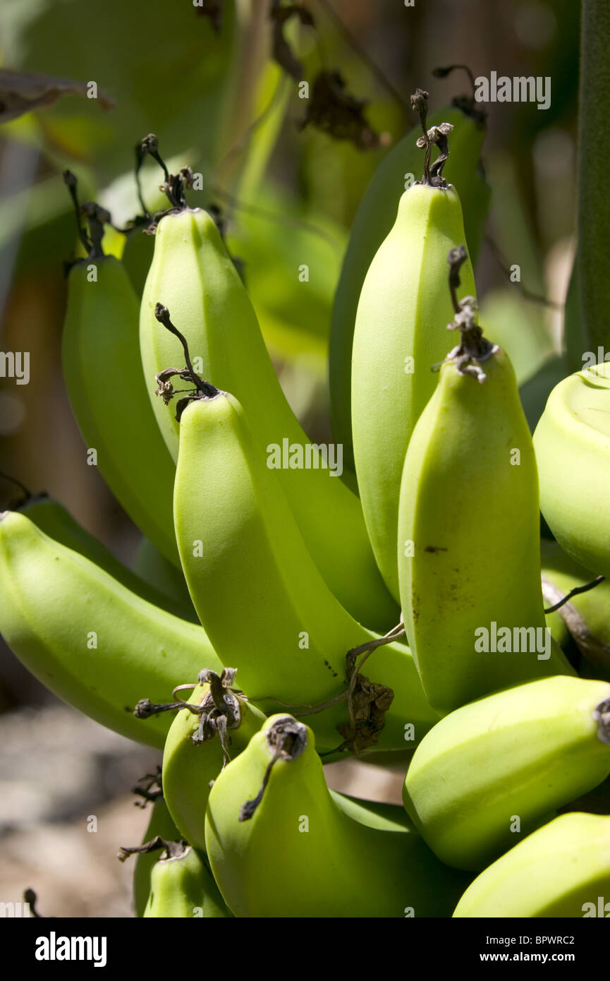 Green bananas growing in the parish of St Lucy in Barbados in the ...