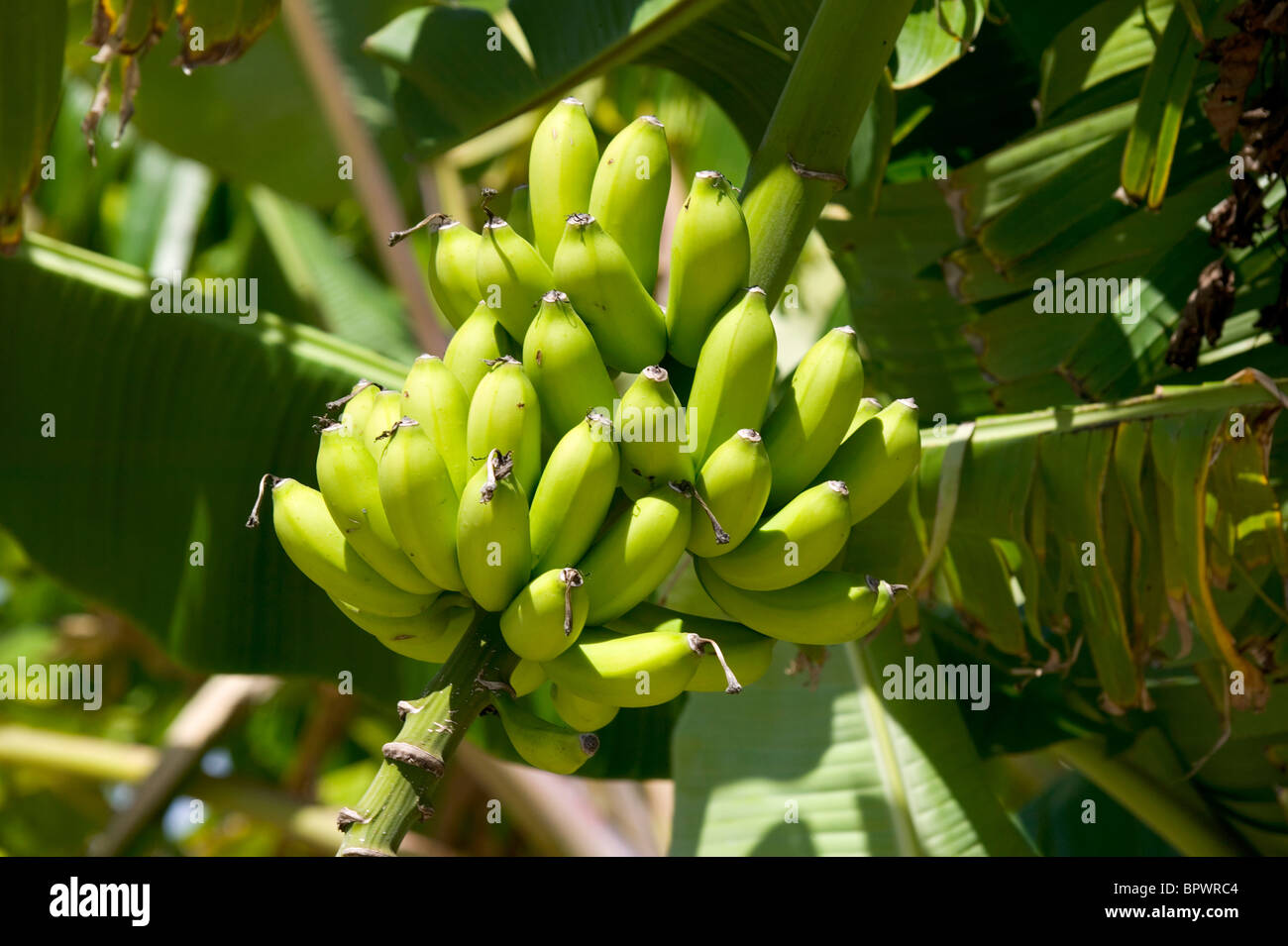 Green bananas growing in the parish of St Lucy in Barbados in the ...