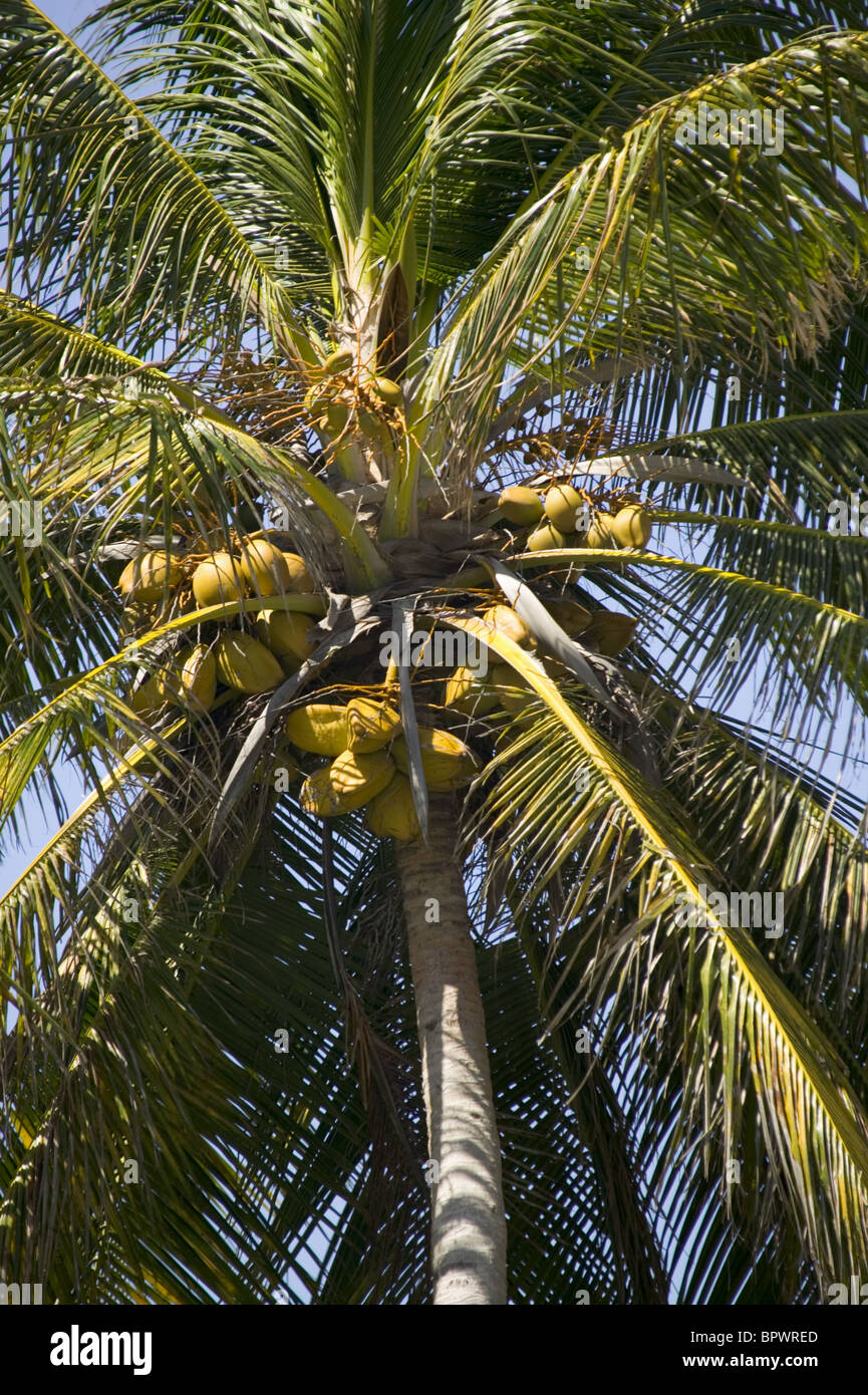 Coconuts in tree at Chalky Mount village in Barbados in the Caribbean ...
